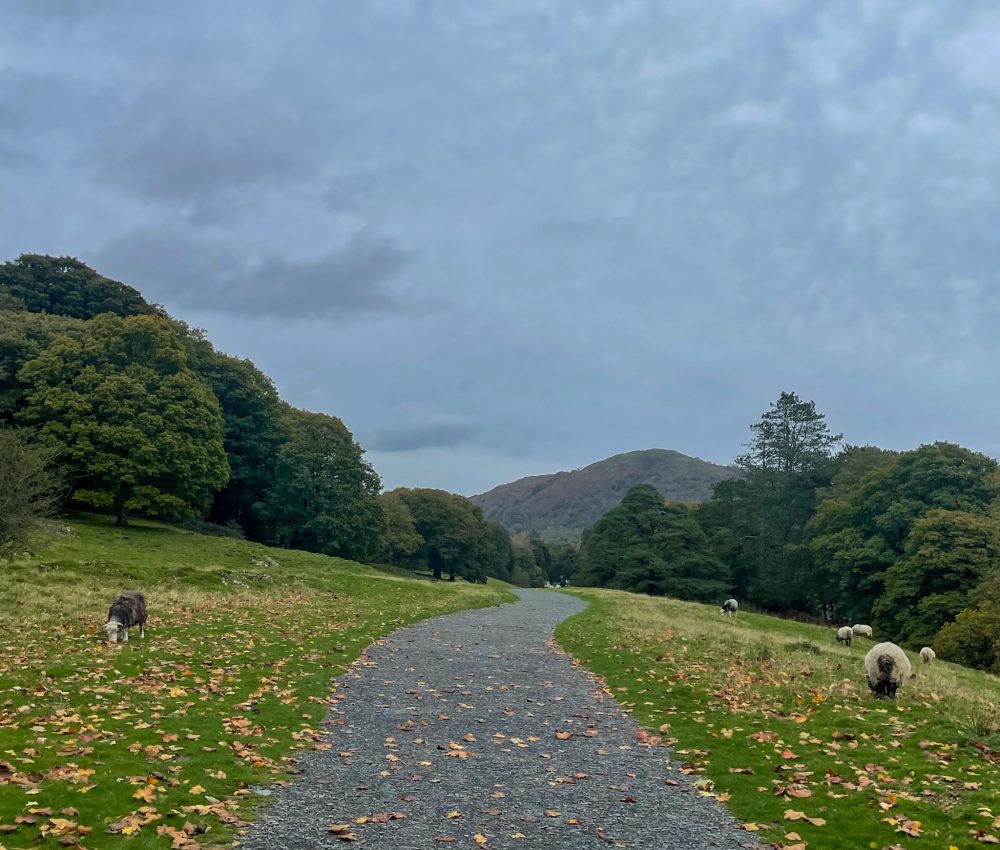 Easy Walks in the Lake District: Newby Bridge to Lakeside along the ...